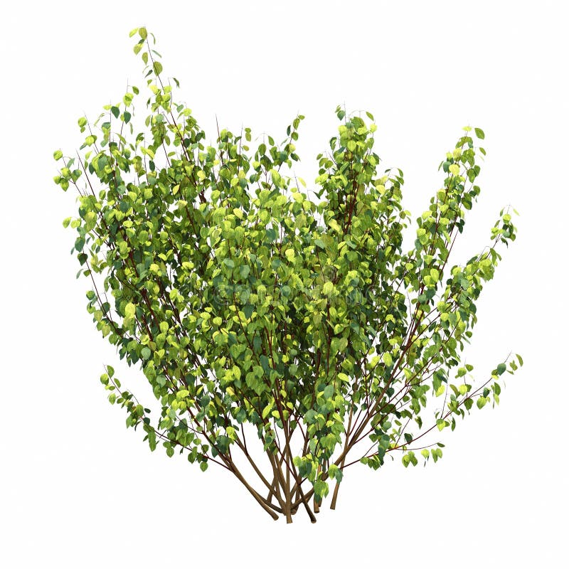 Bush Tree Set Render Stock Illustrations – 1,470 Bush Tree Set Render ...