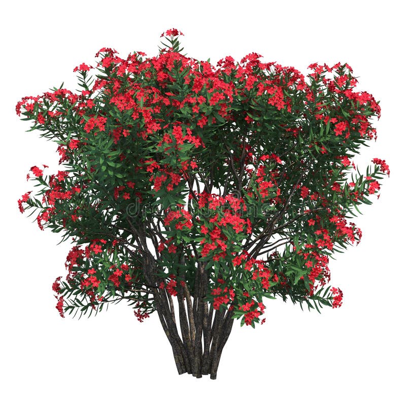 Bush Tree Set Render Stock Illustrations – 1,470 Bush Tree Set Render ...