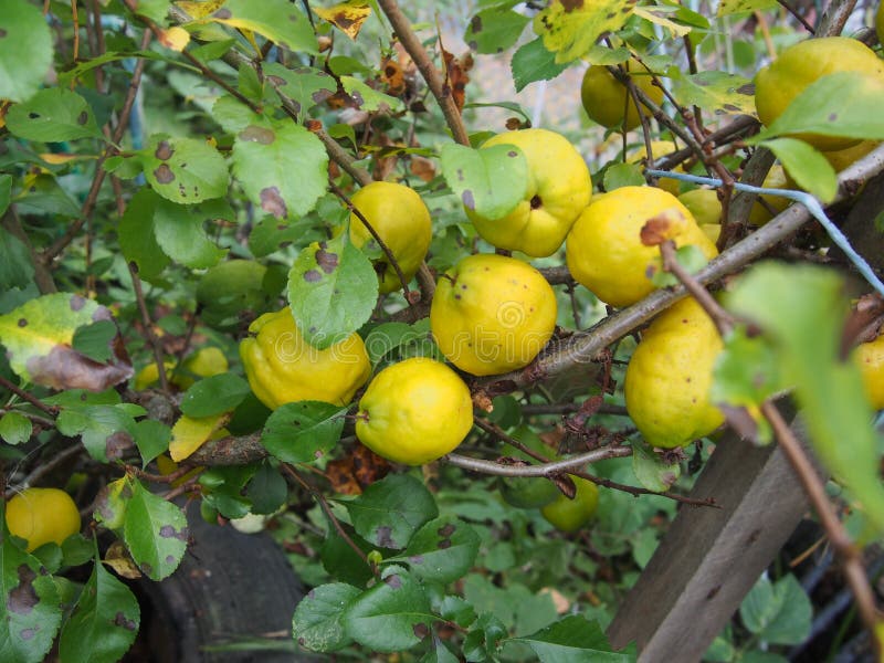 Bush-kweepeerfruit Klein Geel Fruit De Struik Van De Tuin Stock ...