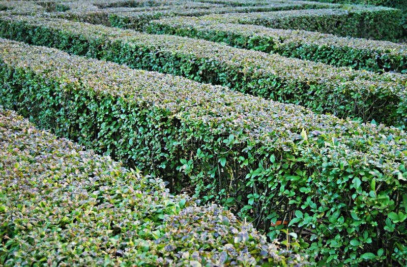 Bush labyrinth stock image. Image of lost, plants, pattern - 7247135