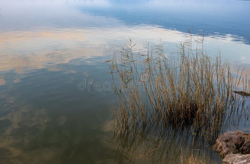 Bush on the Lake.Natural Backgrounds Stock Image - Image of plant ...