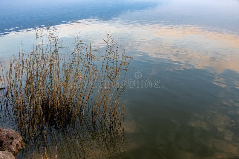 Bush on the Lake.Natural Backgrounds Stock Image - Image of blue ...