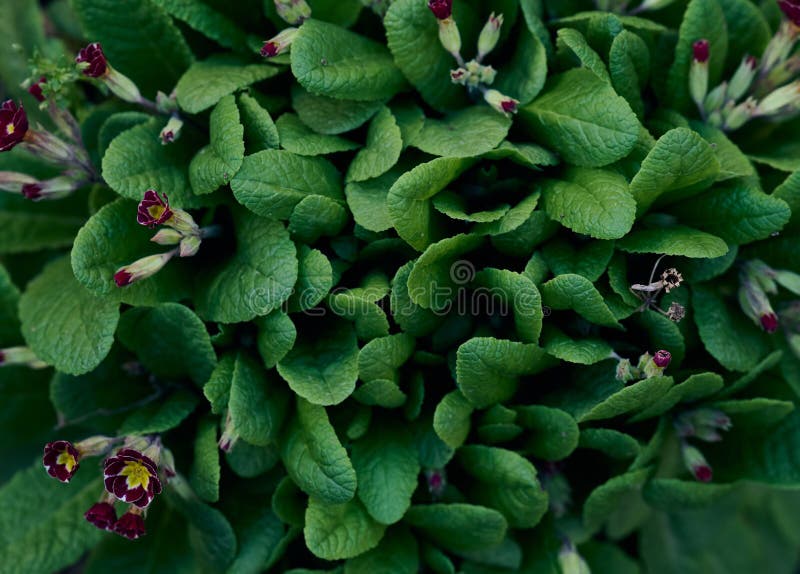 Bush with Large Green Leaves Primula Acaulis in the Garden on a Spring ...