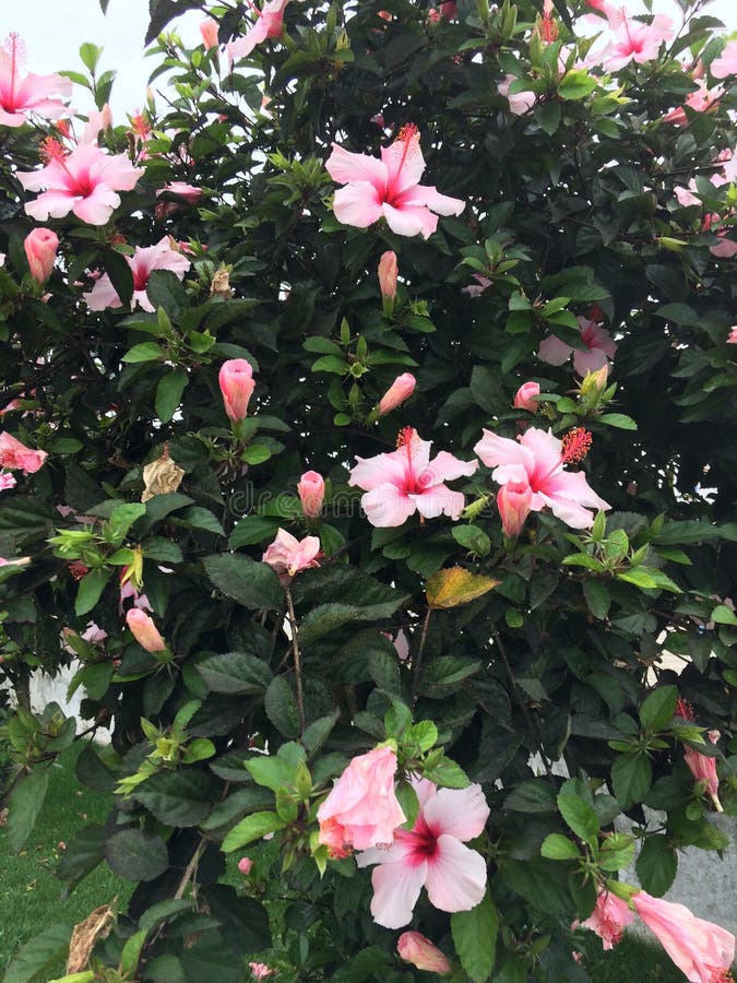 Beautiful Flowers, Flowering Bush Stock Image - Image of green, garden ...