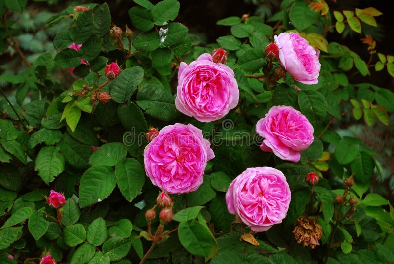 Bush with Large Pink Roses Close-up Stock Image - Image of plant ...