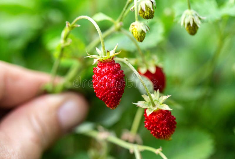 Bush with Large Wild Strawberries in Summer, Macro Stock Image - Image ...