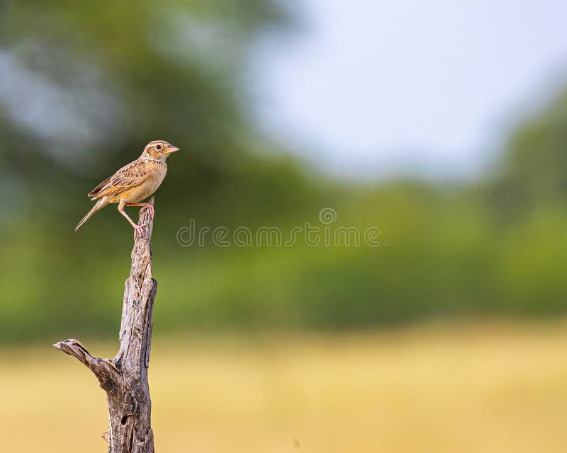 A Bush Lark stock photo. Image of grass, asia, nectar - 285845158