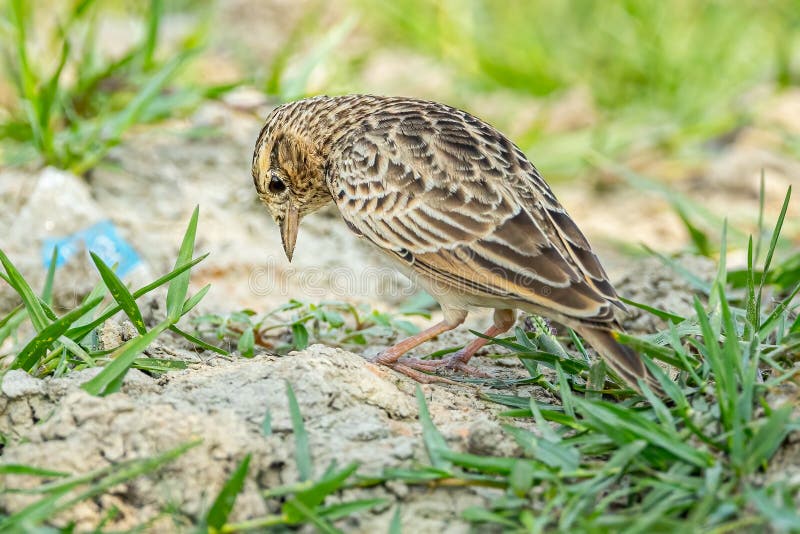 A Bush Lark looking down stock photo. Image of asia - 257980722