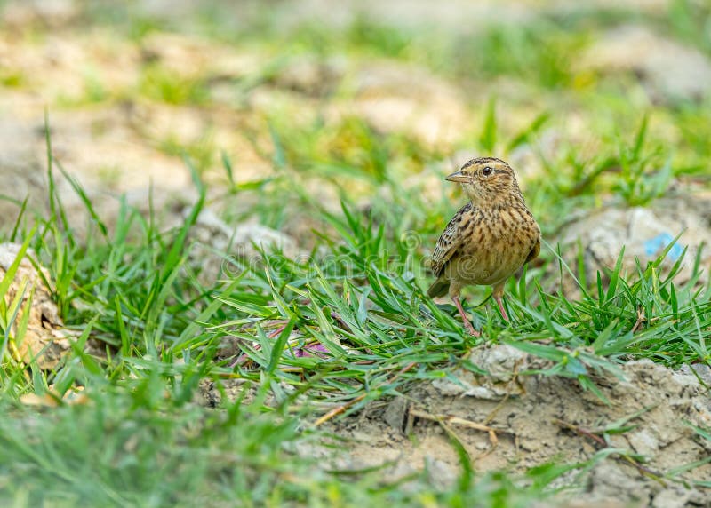 A Bush Lark Posing for a Portrait Stock Image - Image of meadow, animal ...