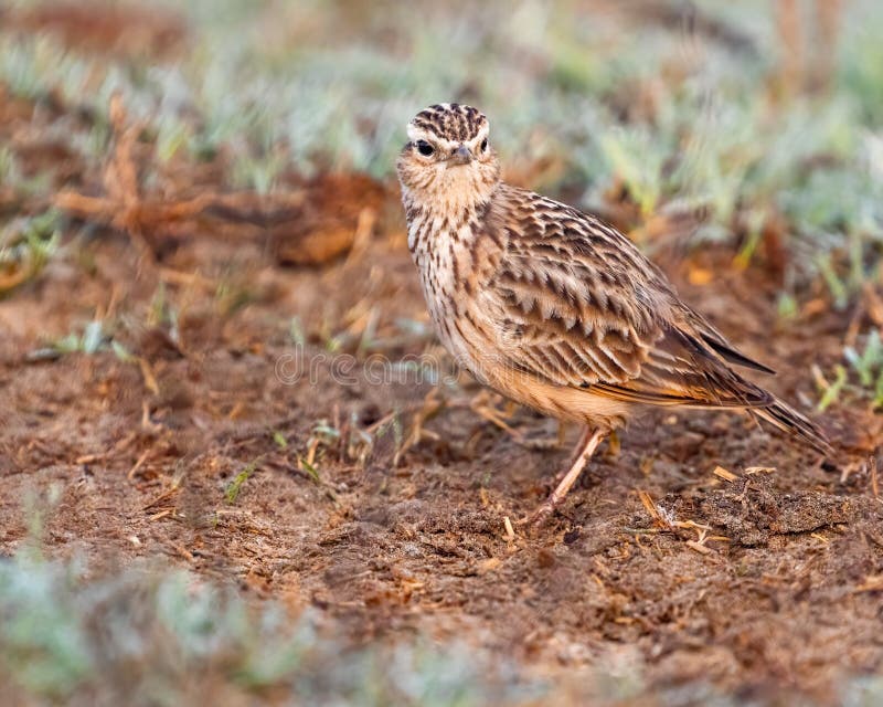 A Bush Lark Sitting on Ground Stock Photo - Image of beak, garden ...