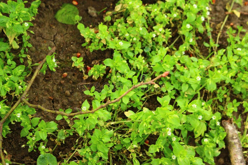 Bush Leaves Ground Vegetation Green Plant Stock Image - Image of ground ...