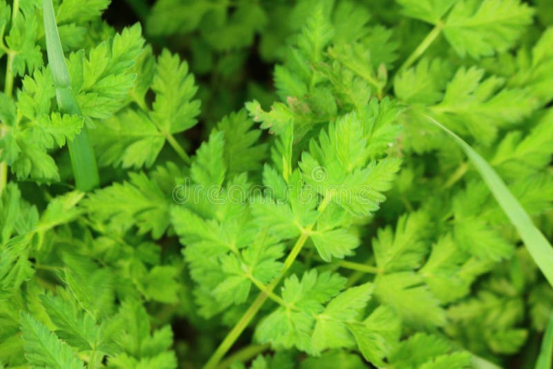 Bush Leaves Ground Vegetation Green Plant Stock Photo - Image of ground ...