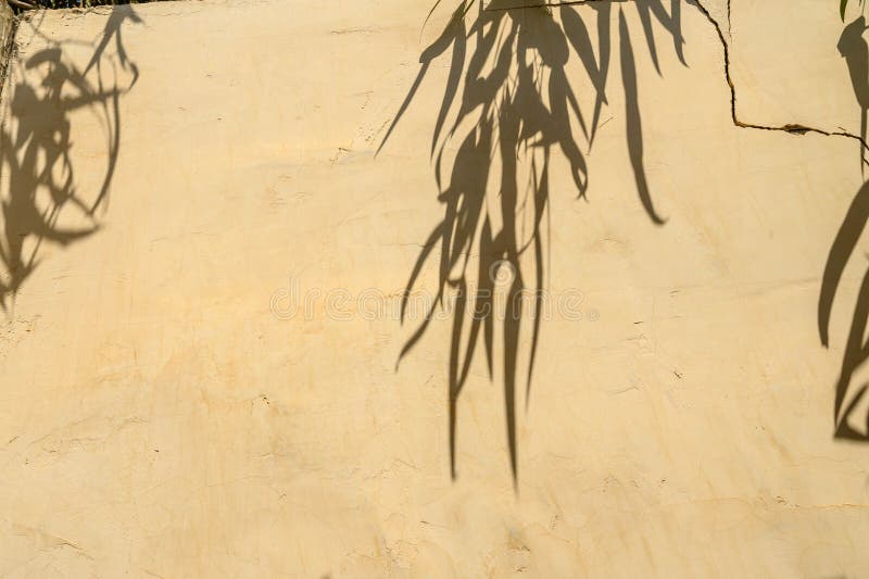 Bush Leaves Shadow Over Textured Wall Stock Image - Image of design ...