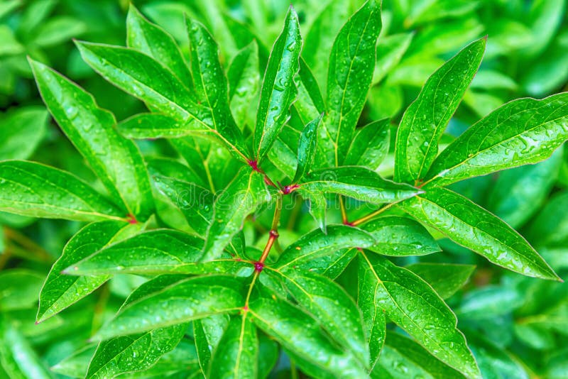 Bush with Light Green Leaves. Vegetative, Spring and Bright Design ...