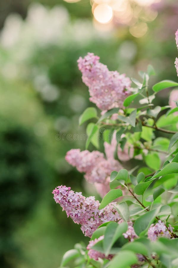 Bush with Lilac Flowers in a Spring Green Park. Branches with Flowers ...
