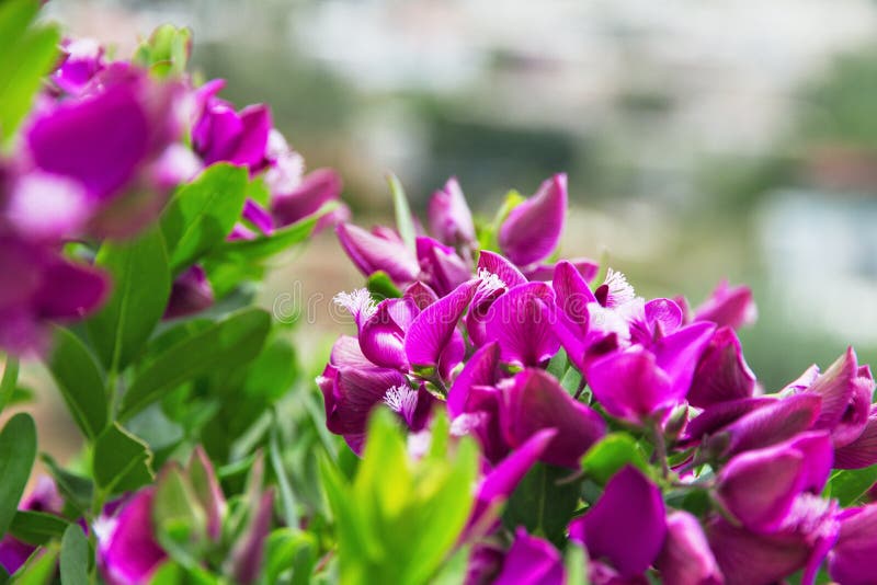 Bush Lilac Tropical Flowers Stock Image - Image of abstract, garden ...
