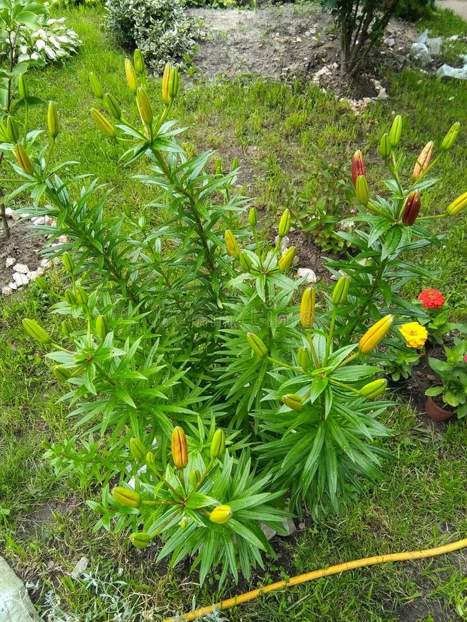 Bush with lily stock image. Image of leaf, bulbs, bush - 72795267