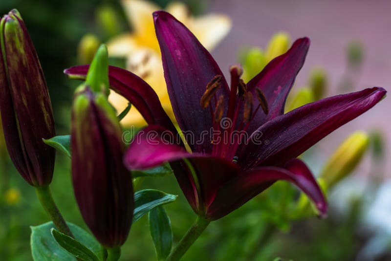 The Bush is a Lily of Maroon Color Stock Image - Image of closeup ...