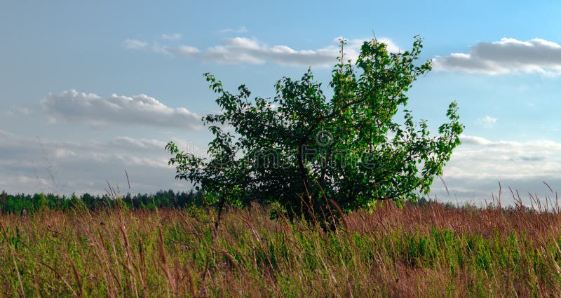 Bush stock image. Image of meadow, cornfield, nature - 32340287