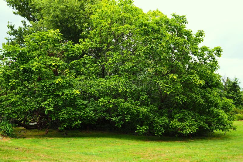The Bush is a Lush Green Color. Stock Image - Image of color, bloom ...