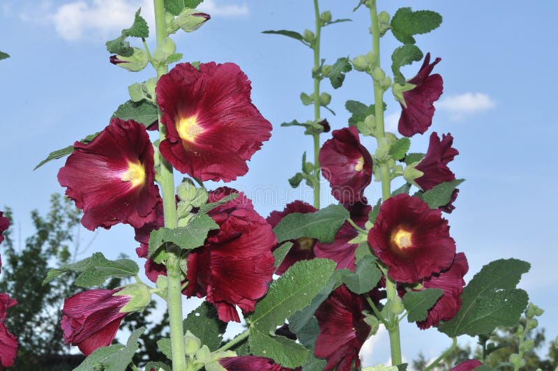 Bush mallow stock photo. Image of tall, handsome, plant - 32293882