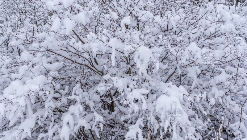 Snow-covered Bush after Icy Snowfall Stock Photo - Image of hardy ...
