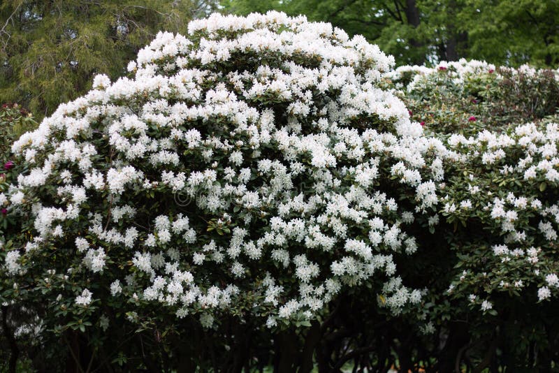 Bush with Many White Rhododendron Flowers Stock Image - Image of ...