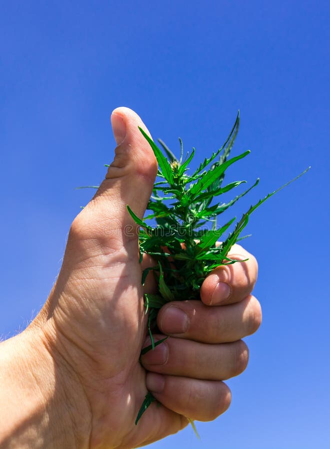 Marijuana on the Palm . Bush Cannabis Stock Image - Image of grass ...