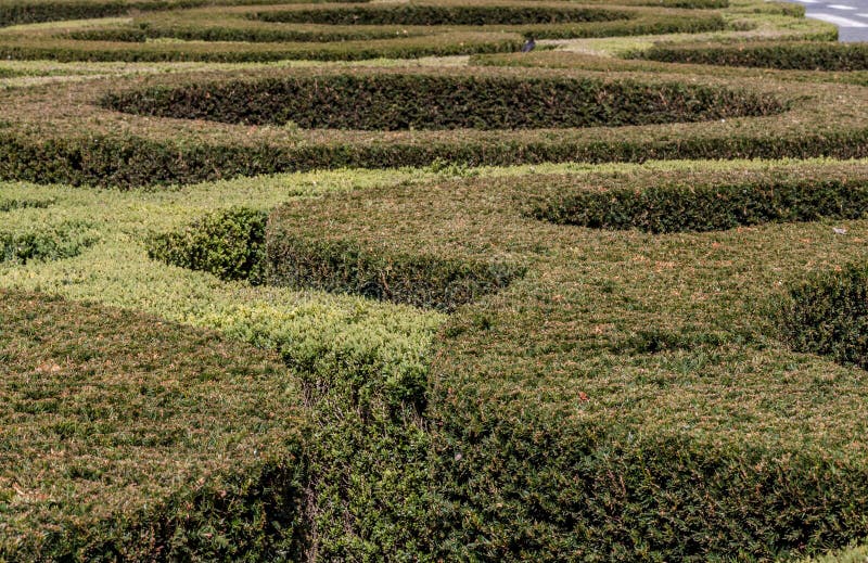 Bush Maze stock image. Image of puzzle, artificial, bush - 5721135