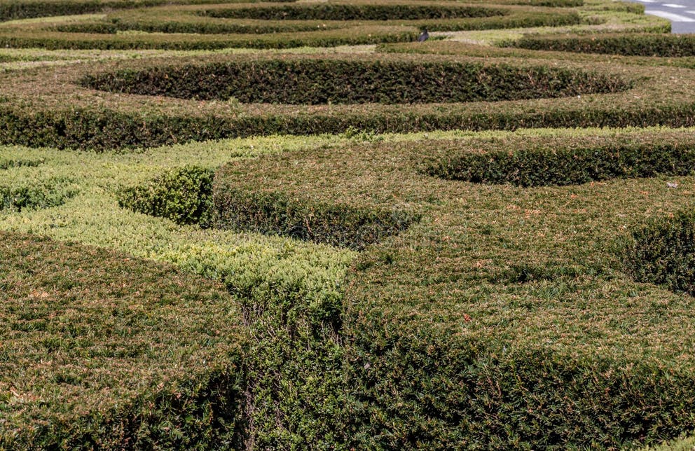 Bush maze stock image. Image of ornamental, pattern, circle - 54436355