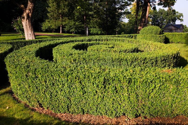 Bush maze in park stock image. Image of labyrinth, territory - 256942801