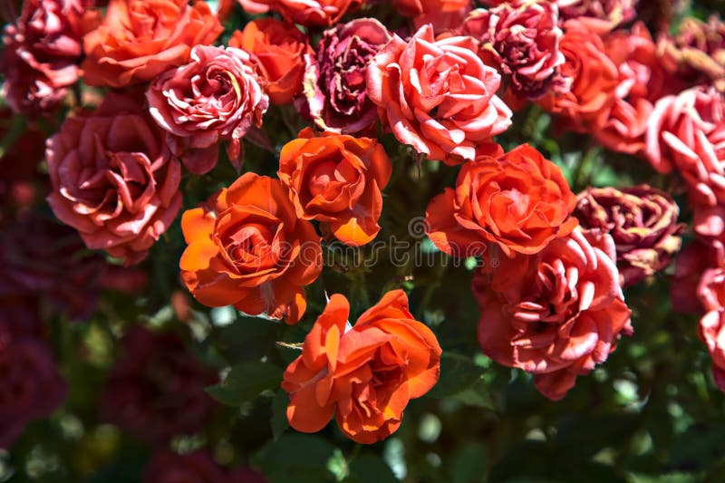Bush of Miniature Red Roses Seen Up Close Stock Image - Image of beauty ...