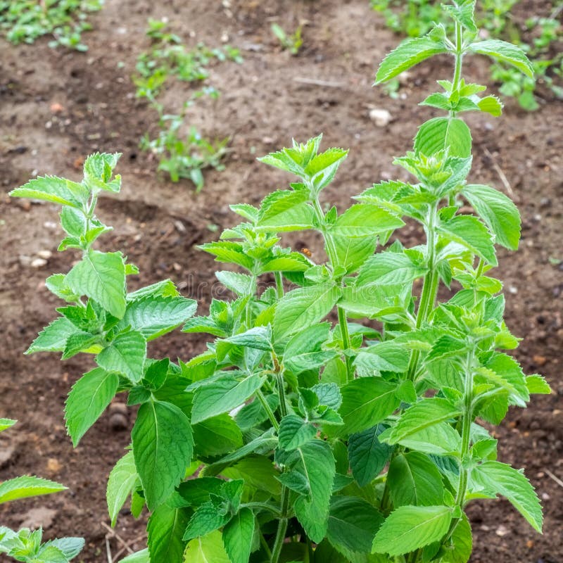 Bush of mint stock photo. Image of harvest, flora, flavor - 153821056
