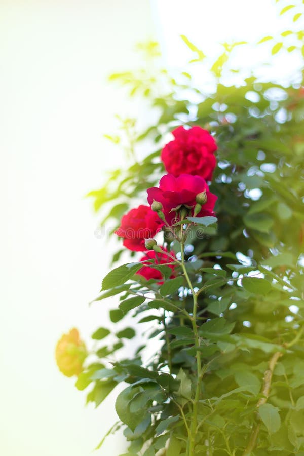 Bush Mit Roten Rosen Im Sonnenschein Stockfoto - Bild von sommer, busch ...