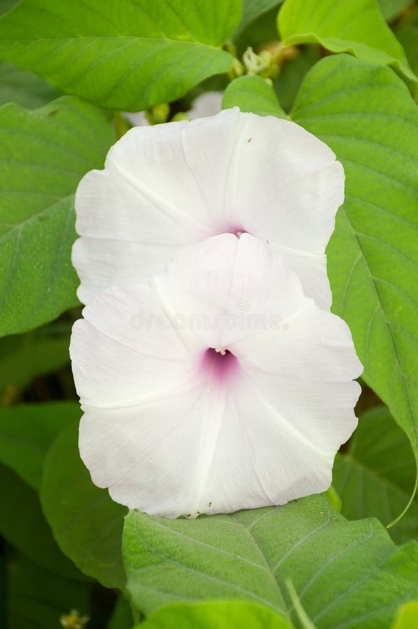 Bush Morning Glory flower stock image. Image of foliage - 94542681