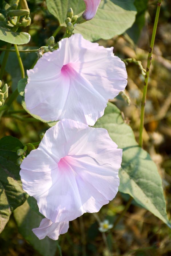 Bud Bush Morning Glory Flower Stock Photo - Image of plant, garden ...