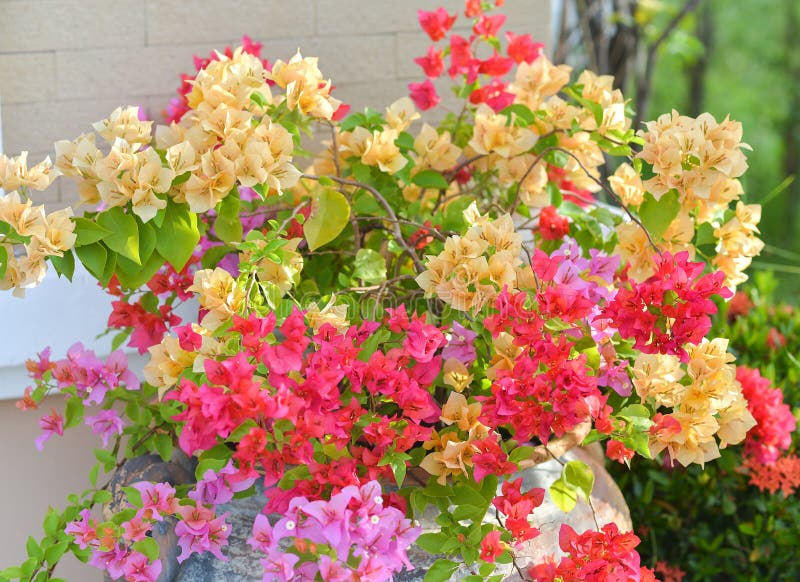 Bush of Multi-color One Bougainvillea or Primavera Flower Tree Stock ...