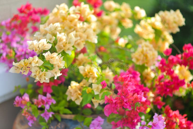Bush of Multi-color One Bougainvillea or Primavera Flower Tree Stock ...