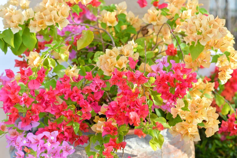 Bush of Multi-color One Bougainvillea or Primavera Flower Tree Stock ...