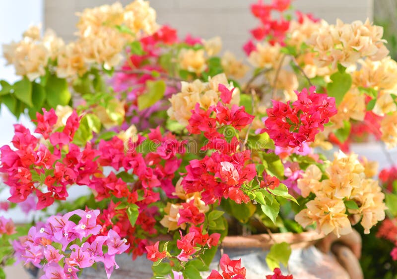 Bush of Multi-color One Bougainvillea or Primavera Flower Tree Stock ...