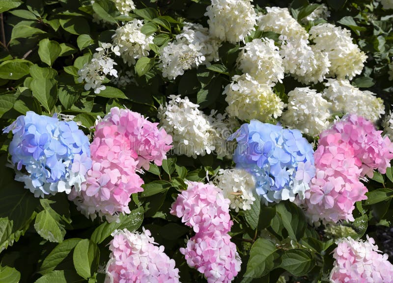 Bush of Multi-colored Hydrangea (Hydrangea Macrophylla) is in Full ...