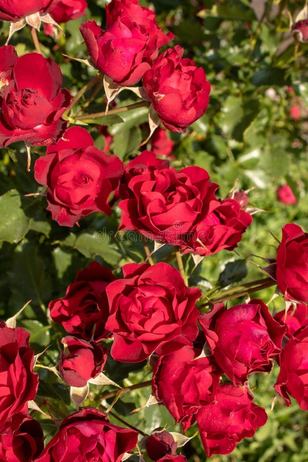 A Bush of Multi-flowered Red Roses Stock Image - Image of horticulture ...