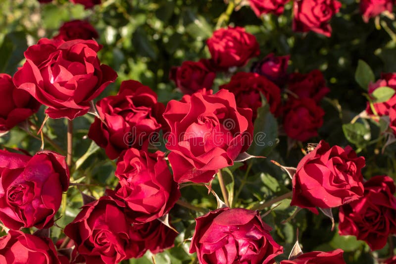 A Bush of Multi-flowered Red Roses Stock Image - Image of decoration ...