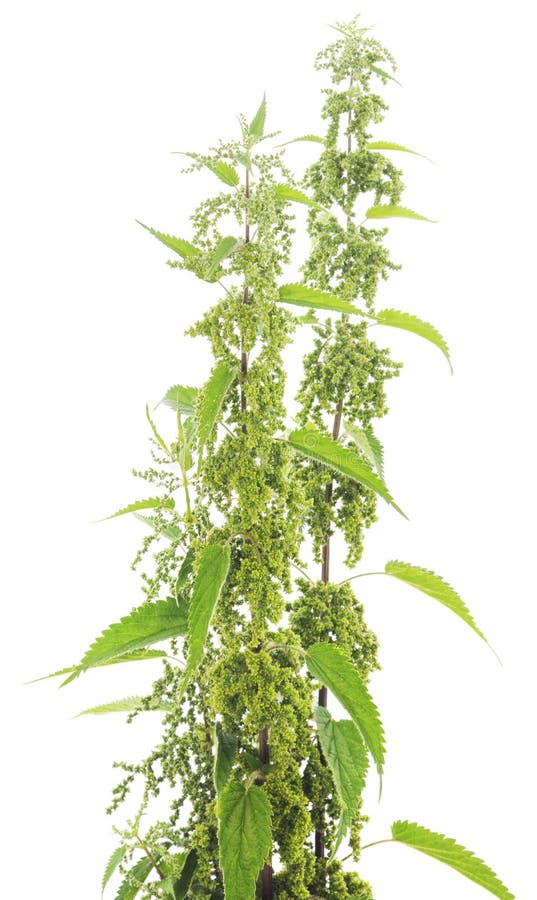 Bush-Nessel stockbild. Bild von grün, stechen, frische - 74148229