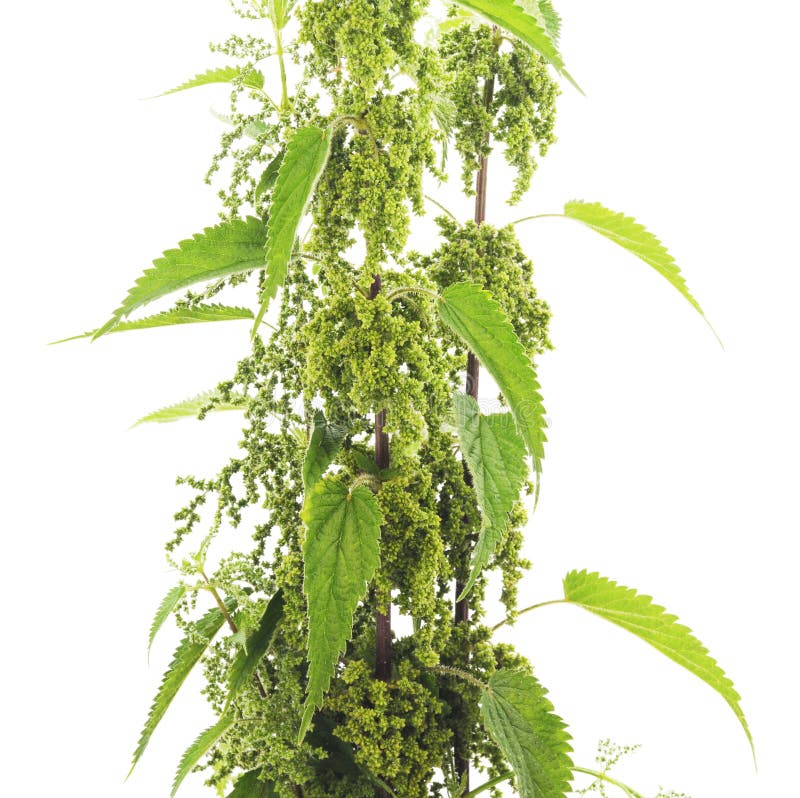 Bush-Nessel stockfoto. Bild von entzündung, stechen, gesund - 79896658