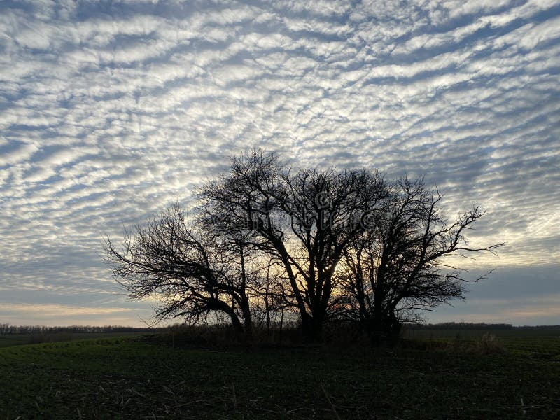 Bush in the stock image. Image of bush, field, beautiful - 239192505