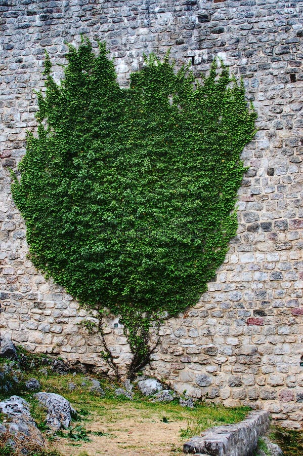 Bush ont wall stock image. Image of blocks, wall, creep - 52603173