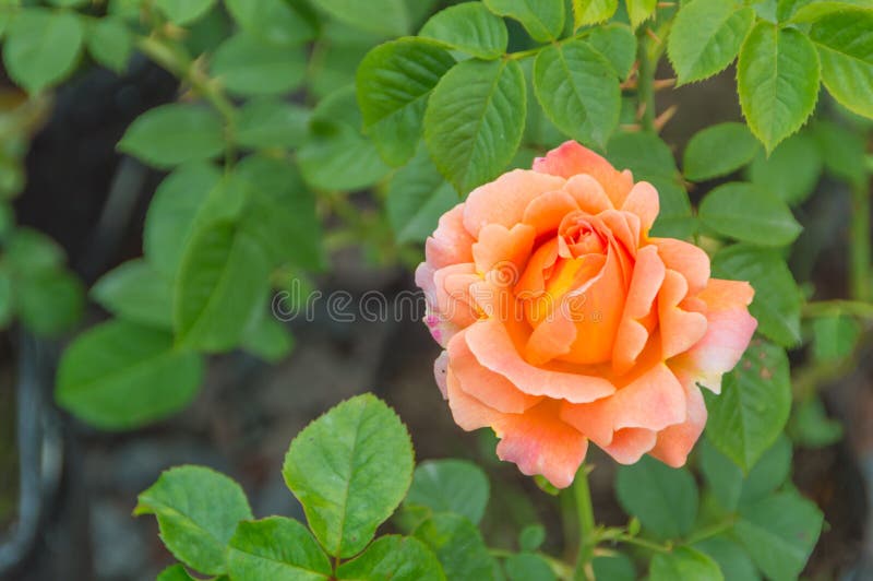 Bush of orange roses. stock photo. Image of fresh, nature - 97662344