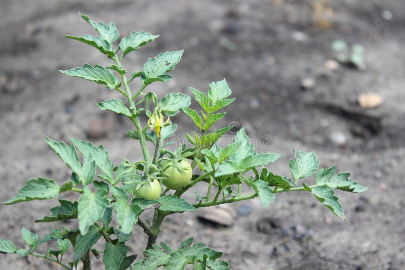 Bush organic tomato stock photo. Image of fresh, monoculture - 97089602