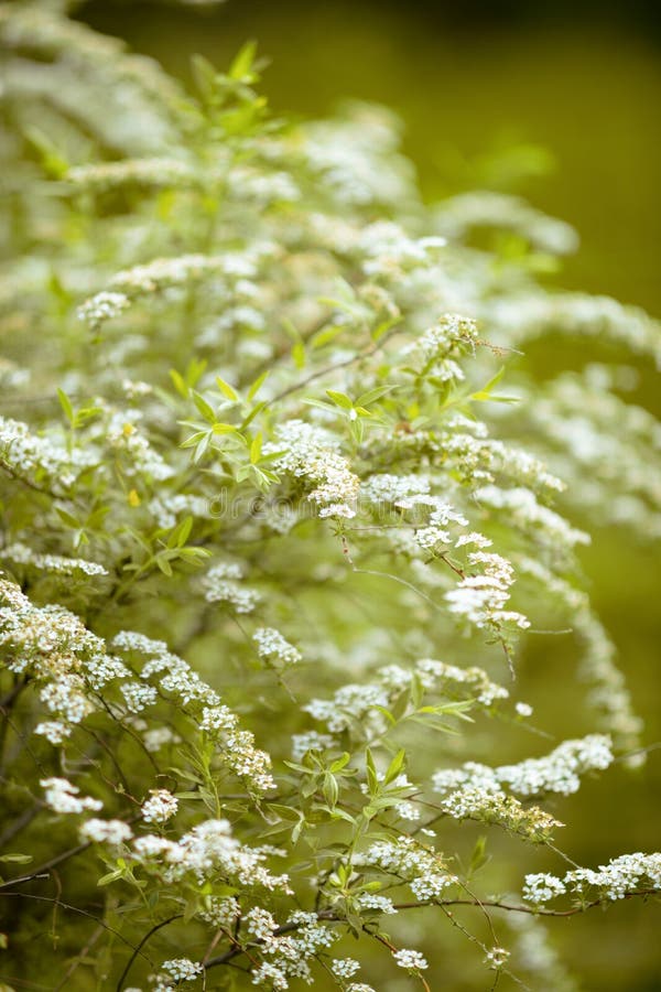 Bush Outside in City Park in Prague Stock Photo - Image of botany ...